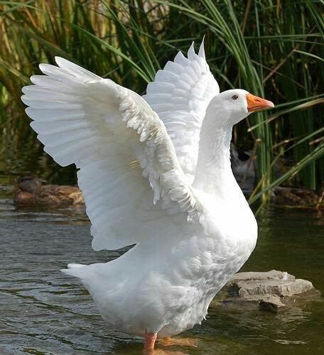 PATO VOA? – Vithall Treinamentos